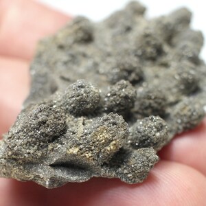 Fascinating Fossil Colonial Coral Specimen, of Calcite Crystals and ...