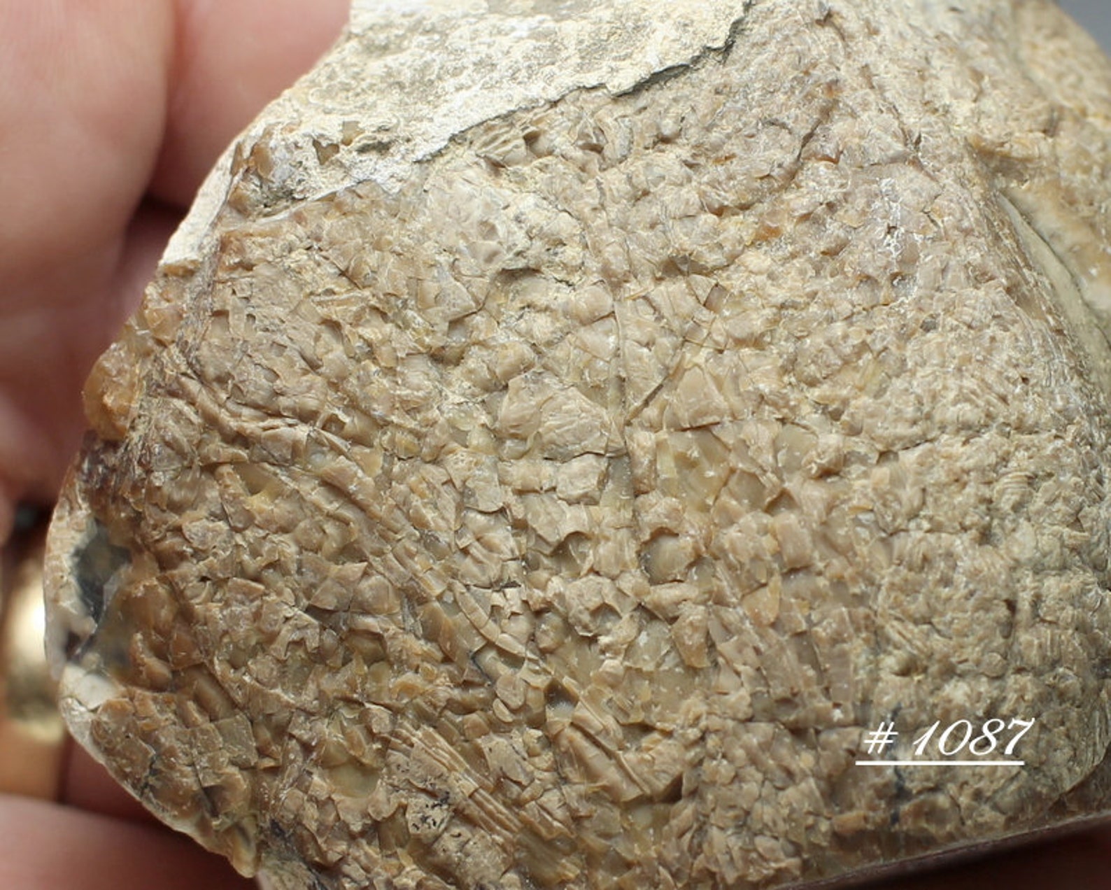 Chapenite Brecciated Jasper Geode/nodule, With One Partially Polished ...