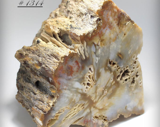 Large Wyoming Petrified Wood W/large Polished Face, Woody Bark, Crystal ...