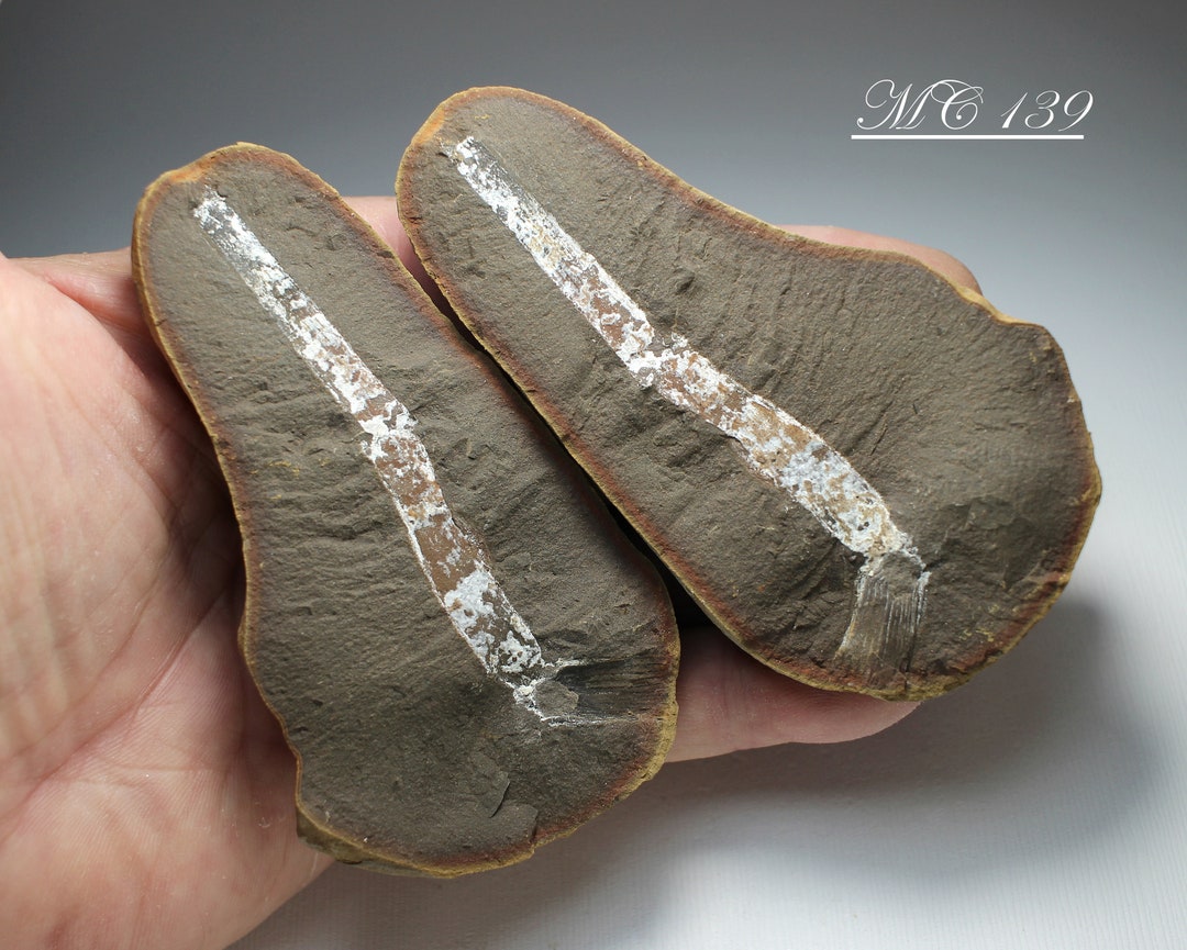 Large Complete Calamites Fossil Tree Stem in Concretion, From Mazon ...