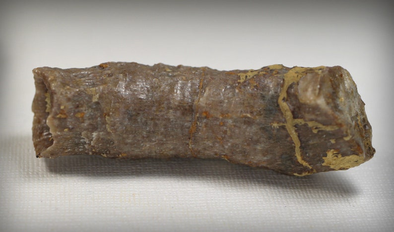 Set of Five Large Caninia Torquia Horn Coral Fossils from | Etsy