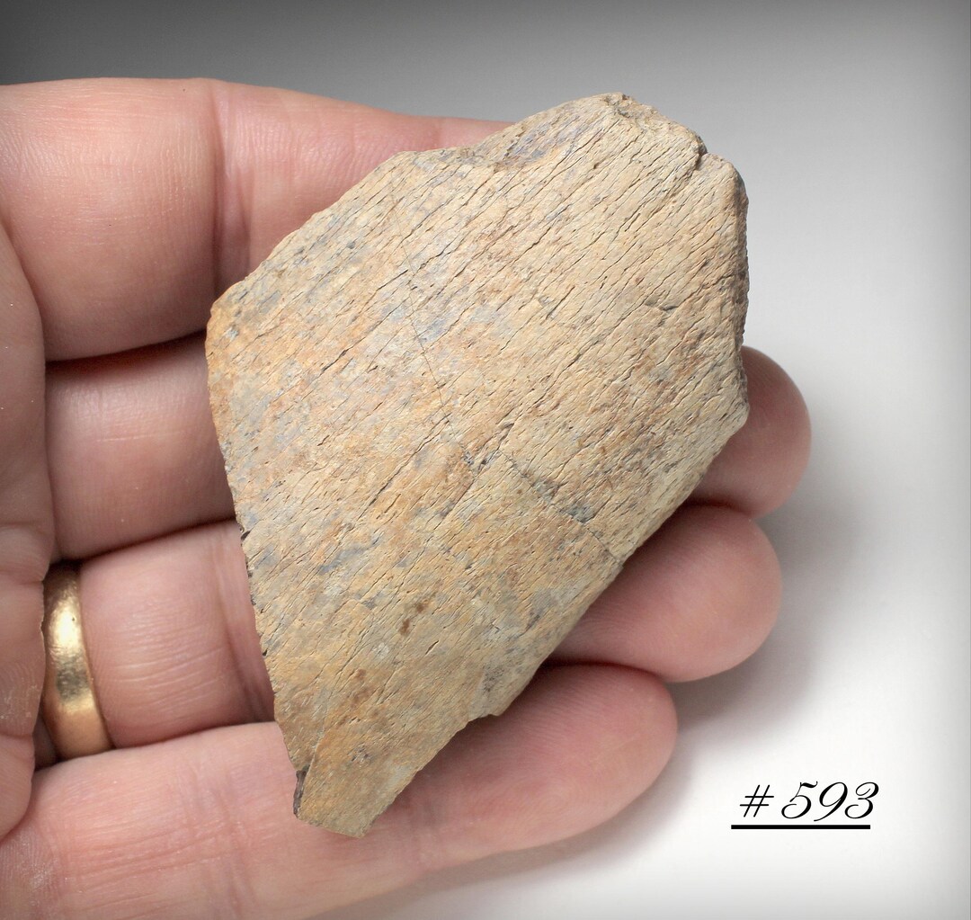 Dinosaur Bone Fragment, Utah - Attractive and Detailed Dinosaur Bone ...