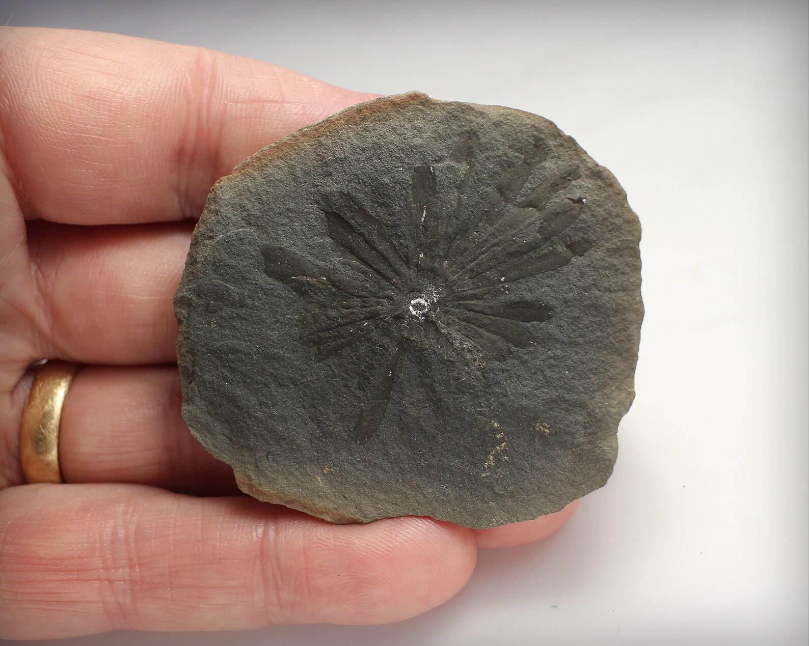 Calamites Annularia Horsetail Leaf Fossil Concretion Both | Etsy