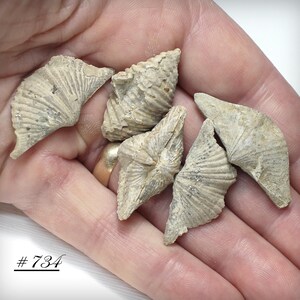 Spirifer Fossils Five Super Well-defined Devonian Spirifer Fossils ...