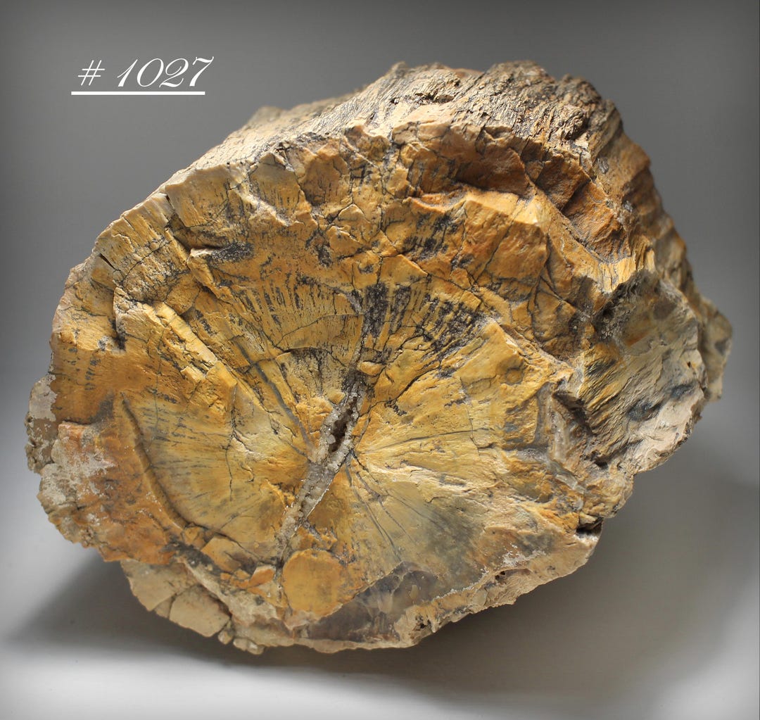Big Bright Yellow Petrified Wood Display Specimen - Unknown Locale - Ex ...