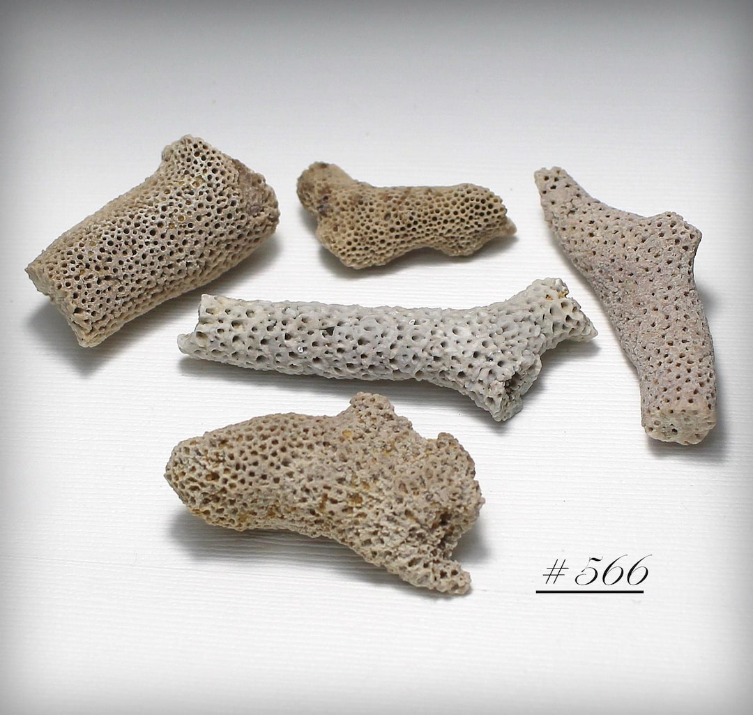 Five Ancient (devonian) Branching Coral Fossils: 'alveolites ...