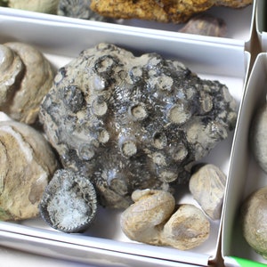 Wholesale Flat of 18-trays Full of Fossils of Bryozoans, Brachiopods ...