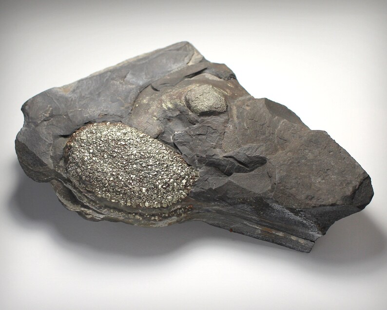 Large Specimen of Multiple Nodular Pyrite Concretions Growing | Etsy