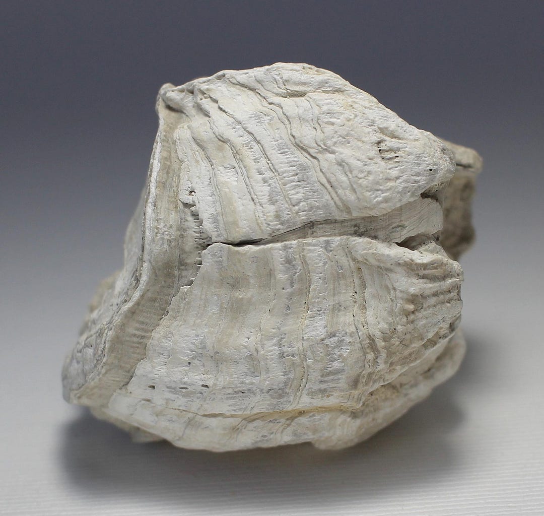 Eocene Barnacle Fossil: Ft. Myers, Florida - Ex Brandt Collection - Etsy