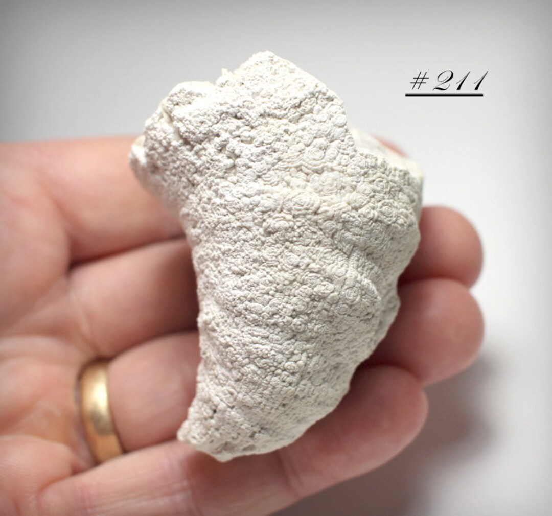 Siphonophrentis Gigantea, Horn Coral Fossil Minutely Detailed Devonian ...
