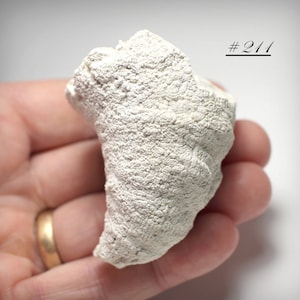 Siphonophrentis Gigantea, Horn Coral Fossil Minutely Detailed Devonian ...