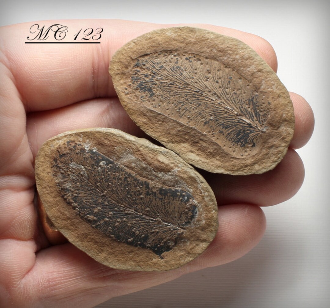 Perfect Fossil Fern Fabulous 3-D High-definition Fossil - Etsy