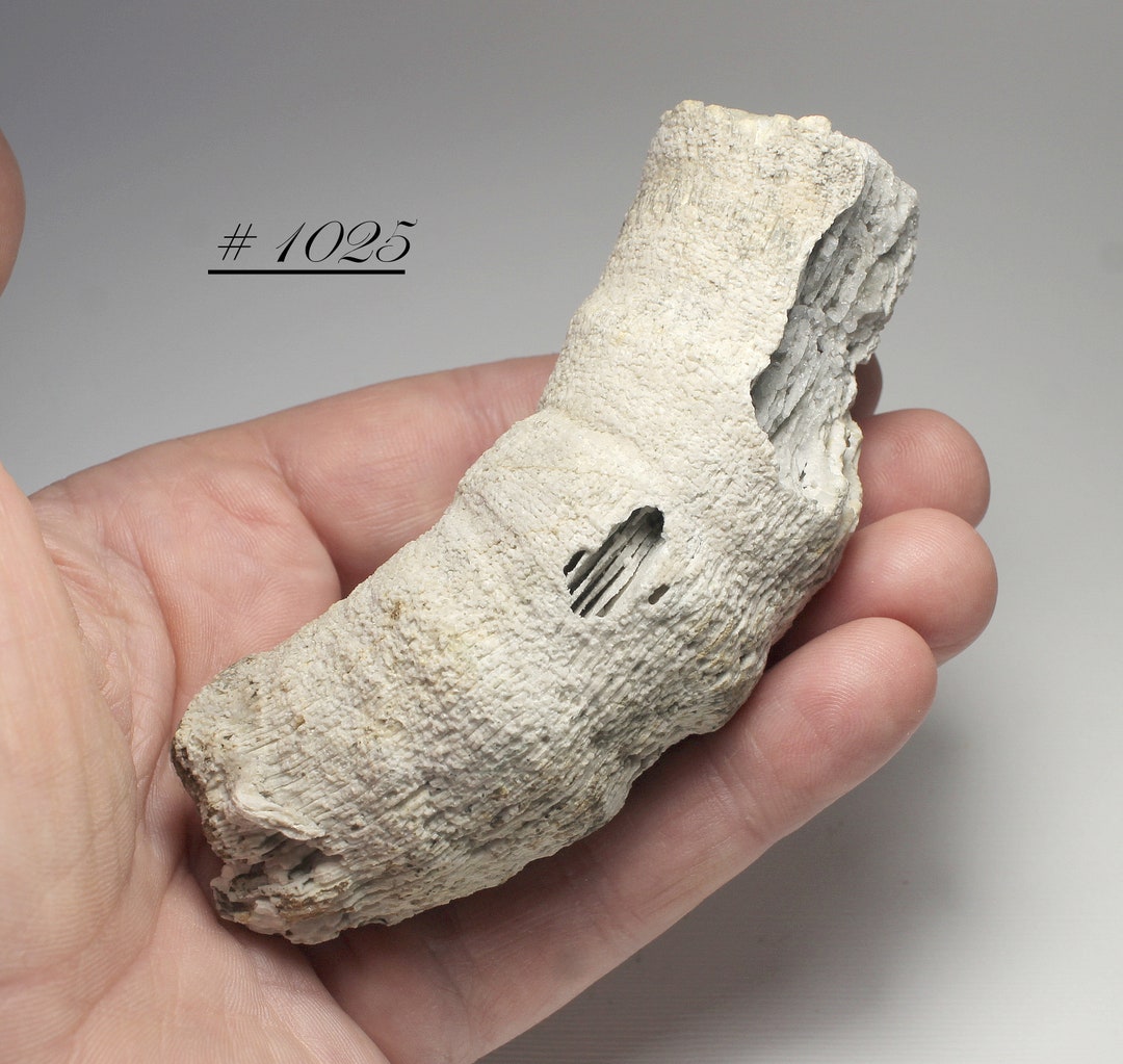 Siphonophrentis Gigantea, Large Horn Coral Fossil Minutely Detailed ...