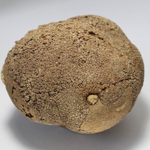 Crinoid Bulb Large Solid Crinoid Bulb Fossil High-definition Devonian ...