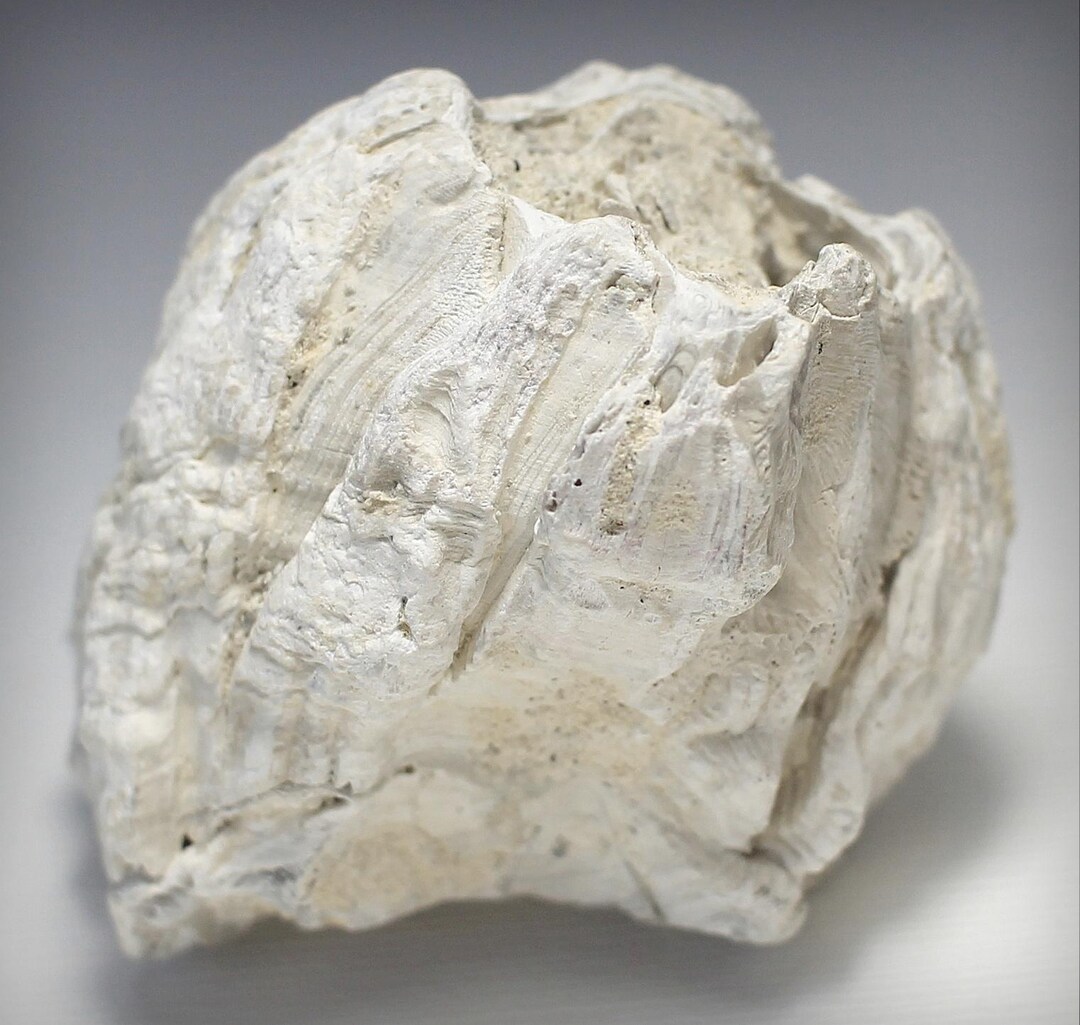 Barnacle Fossil Detailed Fossil Barnacle, From Near Ft. Myers, Florida ...