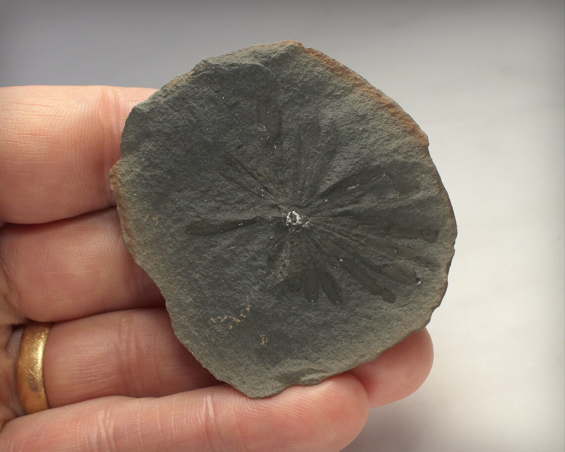 Calamites Annularia Horsetail Leaf Fossil Concretion Both | Etsy