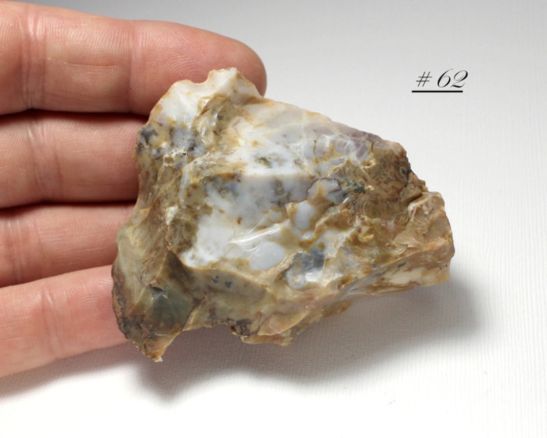 Agatized Coprolite (fossilized Poop) From Shootaring Canyon, Utah, USA ...