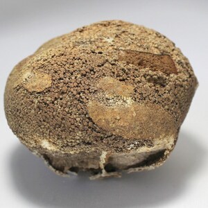 Crinoid Bulb Large Solid Crinoid Bulb Fossil High-definition Devonian ...