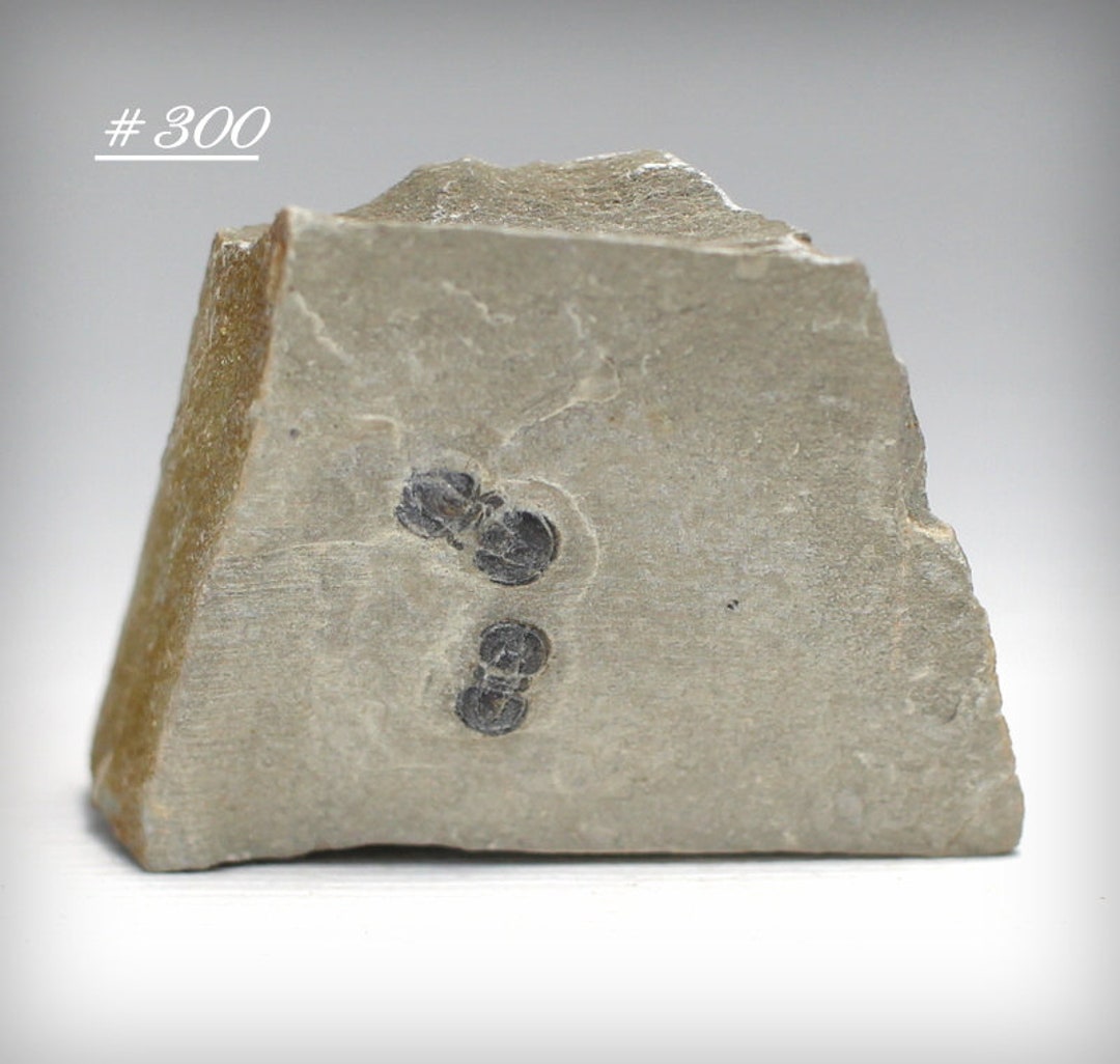 Two Detailed Small Trilobite Fossils PERONOPSIS INTERSTRICTUS, on ...