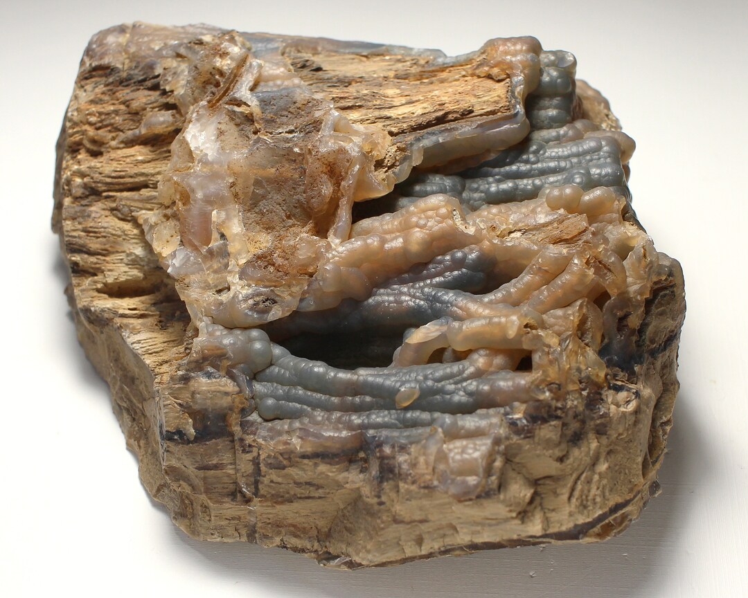 Large Fluorescent Fossil Agatized Coral With Botryoidal Chalcedony ...