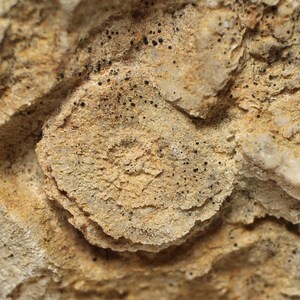 Arachnophyllum Striatum, Larger Colonial Coral Fossil Minutely Detailed ...
