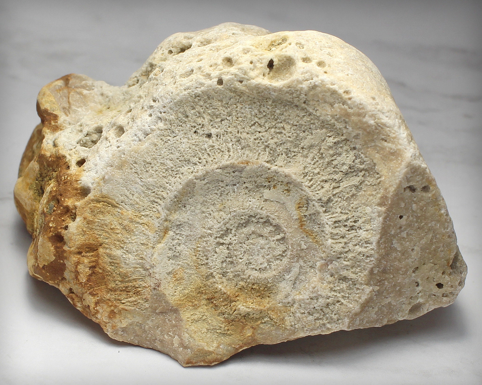 Fossiliferous Dolostone