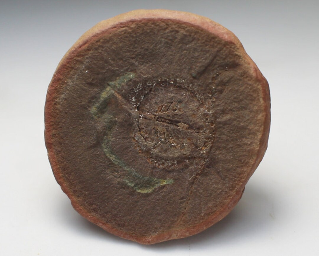 Perfect Fossil 'cyclus Americanus' Cycloid, an Extinct Group of ...