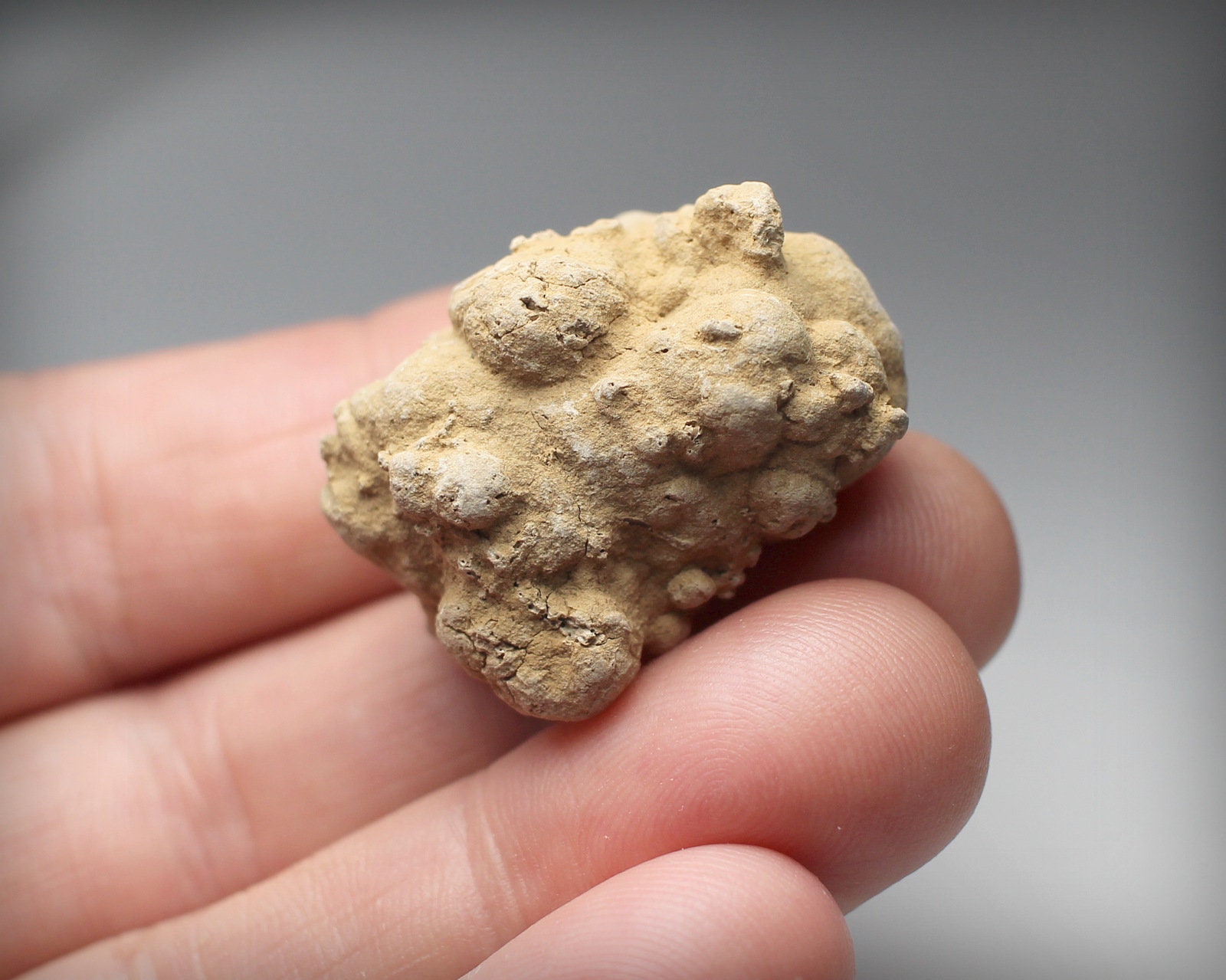 Loess Kindchen Loess Baby Concretion From Tamms Illinois - Etsy UK