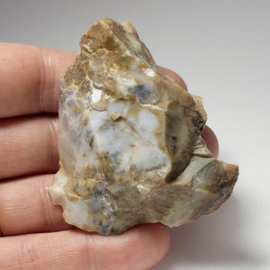 Agatized Coprolite fossilized Poop From Shootaring Canyon, Utah, USA - Etsy
