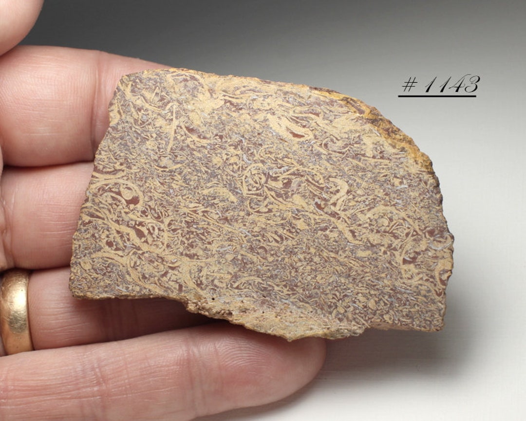 Coquina Jasper Cut Slice/slab From India - Etsy