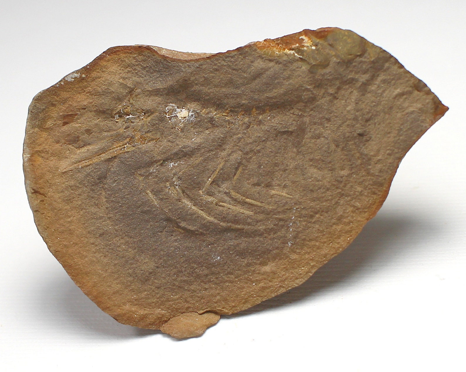SHRIMP FOSSIL Mazon Creek Shrimp Fossil in One-half Siderite - Etsy