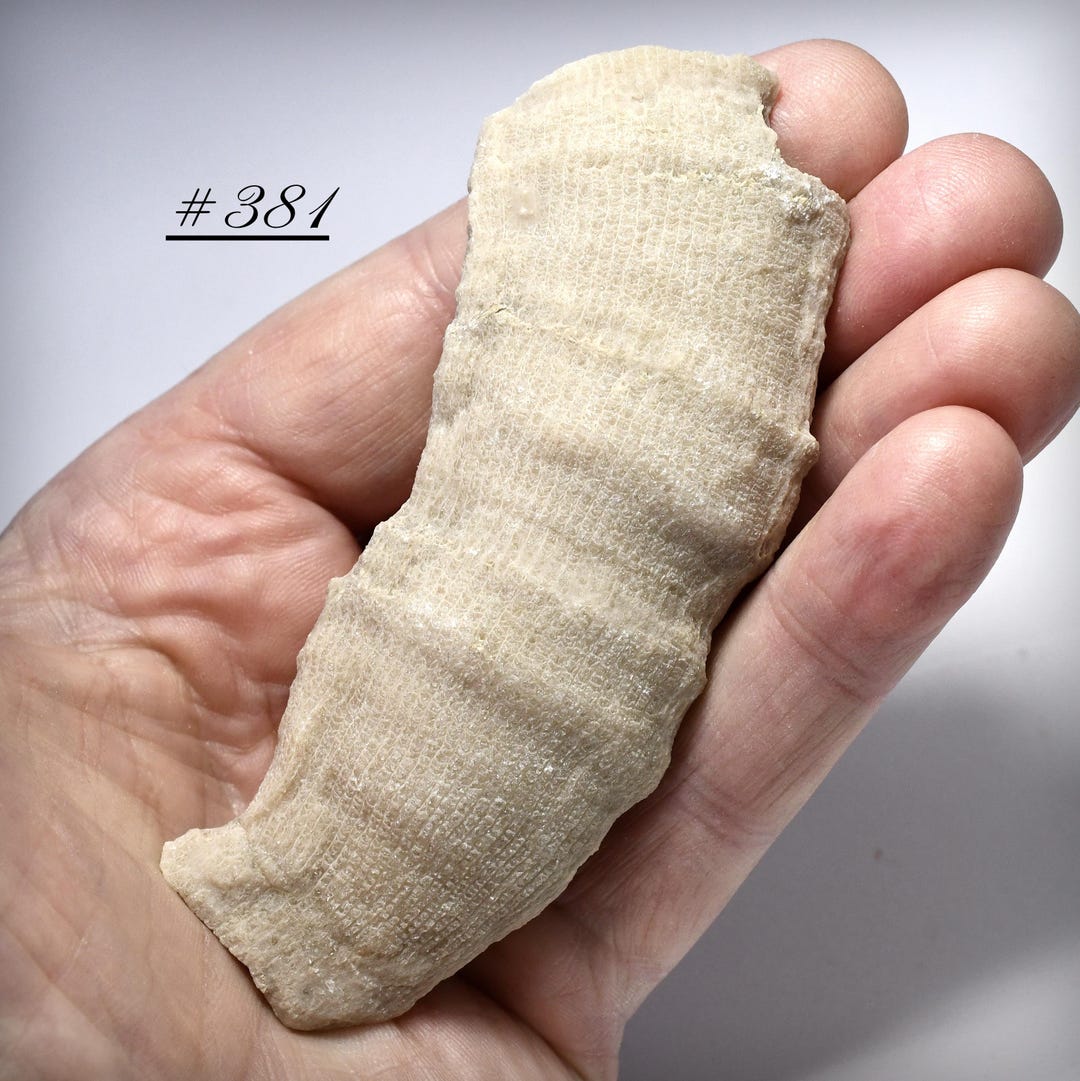 Large Solitary Horn Coral Fossil - Minutely Detailed Carboniferous ...