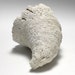 Siphonophrentis Gigantea, Horn Coral Fossil Minutely Detailed Devonian ...