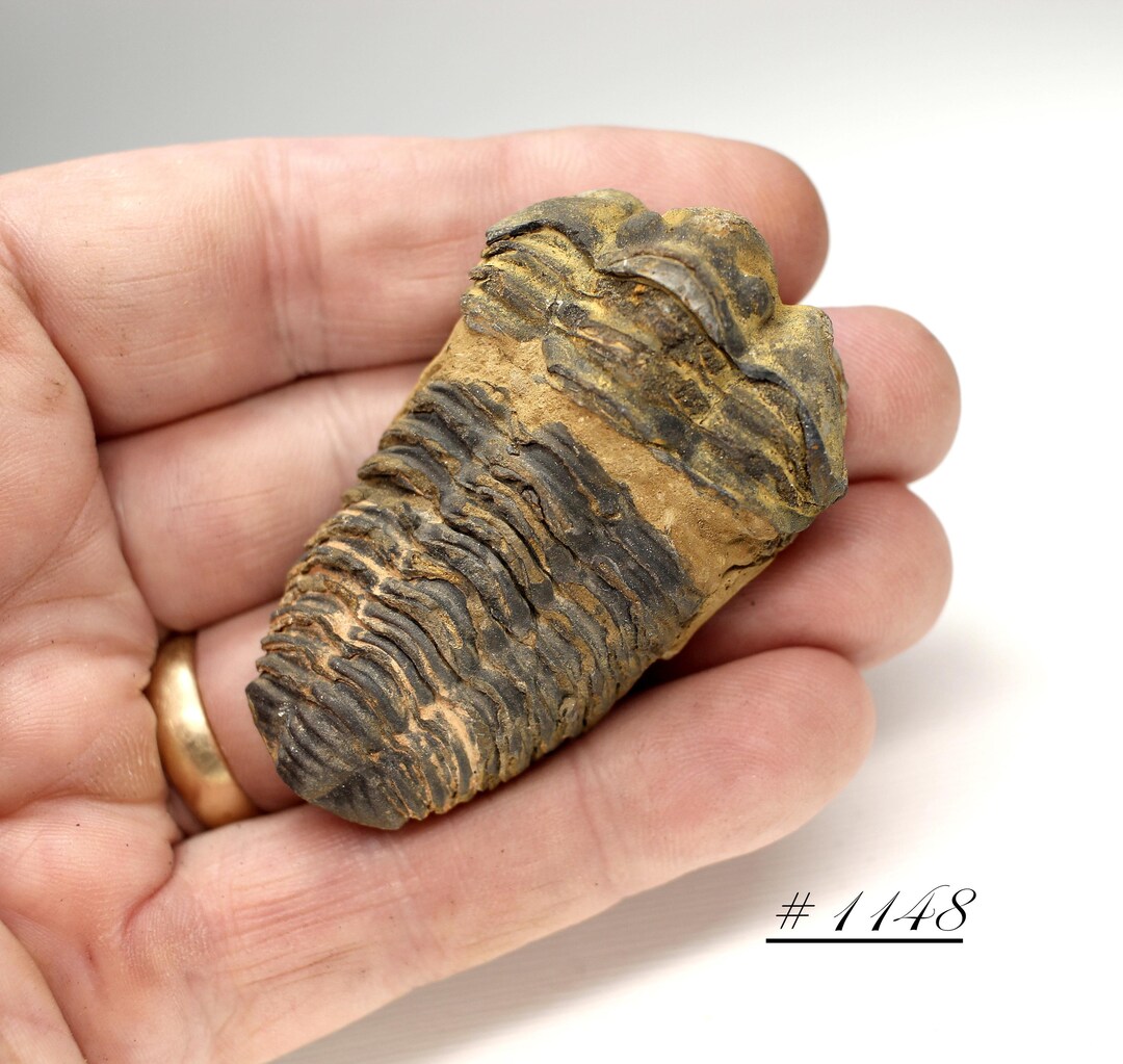 Trilobite Authentic Fossil Trilobite 'diacalymene' From Ordovician ...