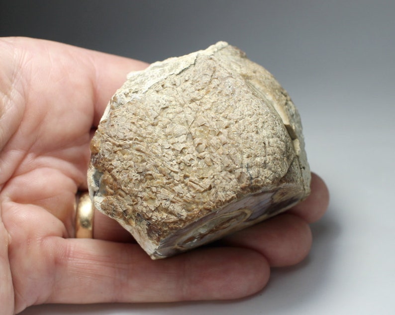 Chapenite Brecciated Jasper Geode/nodule With One Partially - Etsy