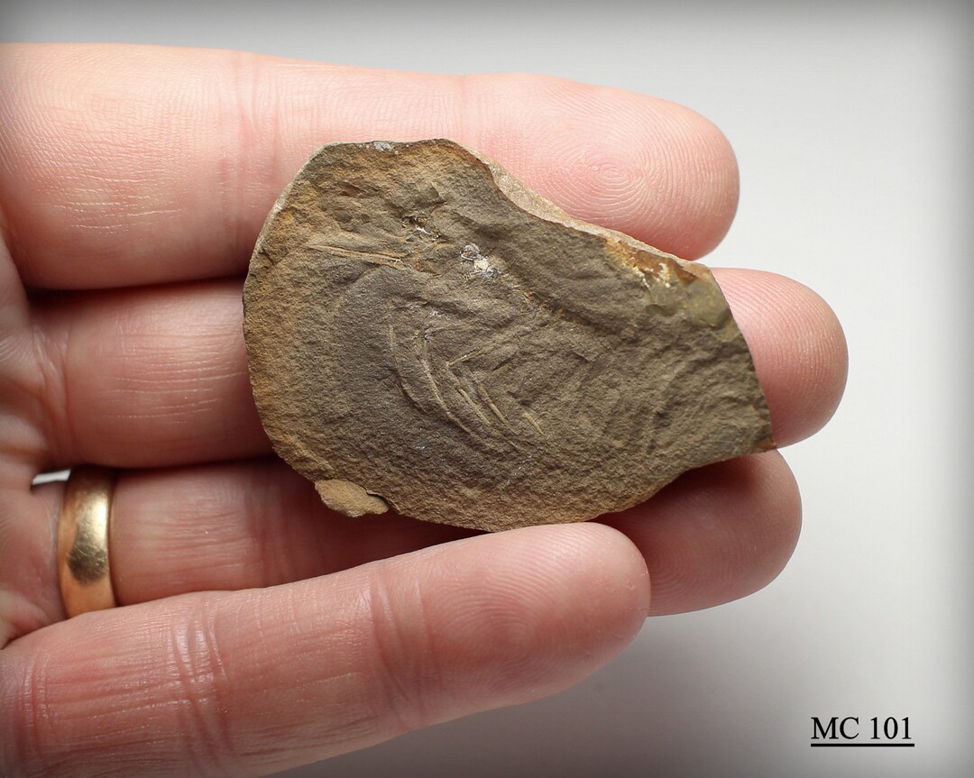 SHRIMP FOSSIL - Mazon Creek Shrimp Fossil in One-half Siderite ...