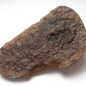 Mazon Creek Fossil High Detail Lycopsid, Lepidodendron Bark Leaf ...
