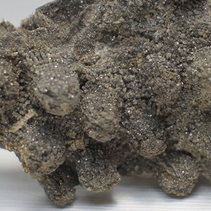 Fascinating Fossil Colonial Coral Specimen, of Calcite Crystals and ...