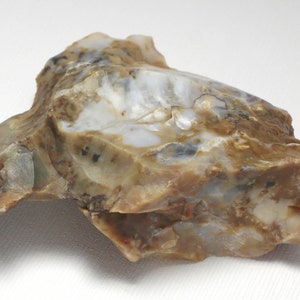 Agatized Coprolite fossilized Poop From Shootaring Canyon, Utah, USA - Etsy