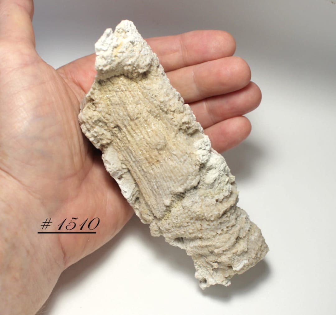 Siphonophrentis Gigantea, Horn Coral Fossil Huge Silicified Minutely ...