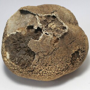 Crinoid Bulb Large Solid Crinoid Bulb Fossil High-definition Devonian ...