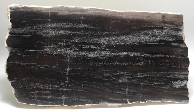 Large Face Polished Black Petrified Wood Limb Section: Eden Valley ...