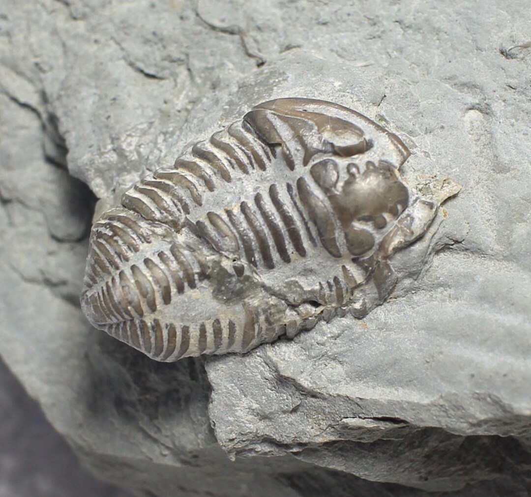 Highly Detailed Trilobite Fossil in Matrix, Mounted in Perky Box - From ...