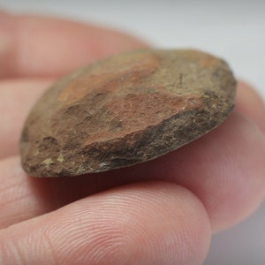 Mazon Creek Fossil in Siderite Concretion one Half Perfect Fossil ...