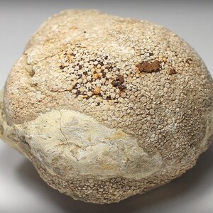 Large Crinoid Bulb Fossil High-definition Devonian 'camarocrinus ...