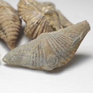 Spirifer Fossils Five Super Well-defined Devonian Spirifer Fossils ...