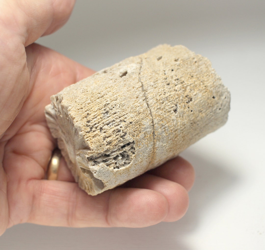 Siphonophrentis Gigantea, Large Horn Coral Fossil Minutely Detailed ...