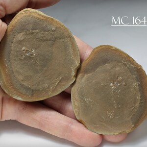 Spirorbis Tube Worm Fossils on Blob, From Mazon Creek Fossil Beds ...