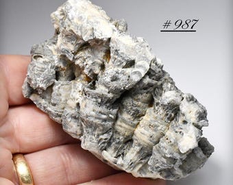 Coral Fossil - Pretty, Superbly-detailed Ancient Hexagonaria Colonial ...