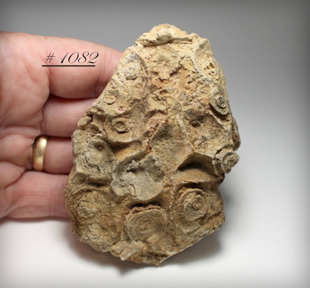 Arachnophyllum Striatum, Larger Colonial Coral Fossil Minutely Detailed ...